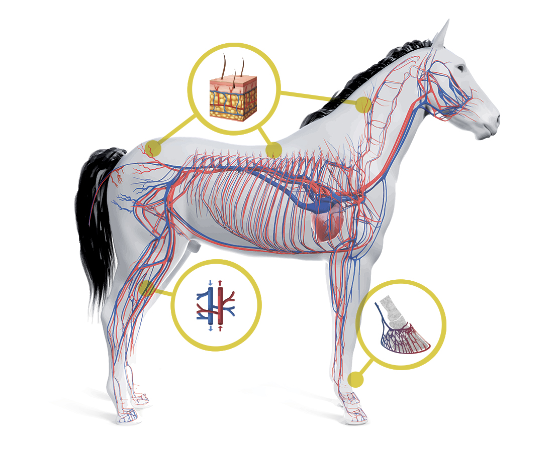 Equibar Hemofluid® | Microcircolo del cavallo | Guidolin Gianni